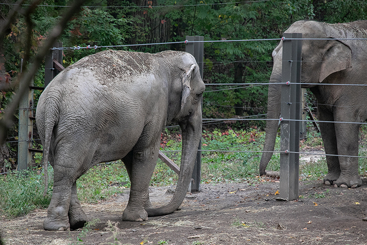 Hawaii Supreme Court will hear case seeking freedom for elephants