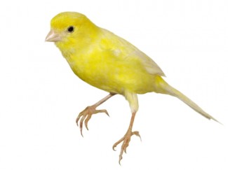 The Legal Saga of WC Fields and His Dead Canary